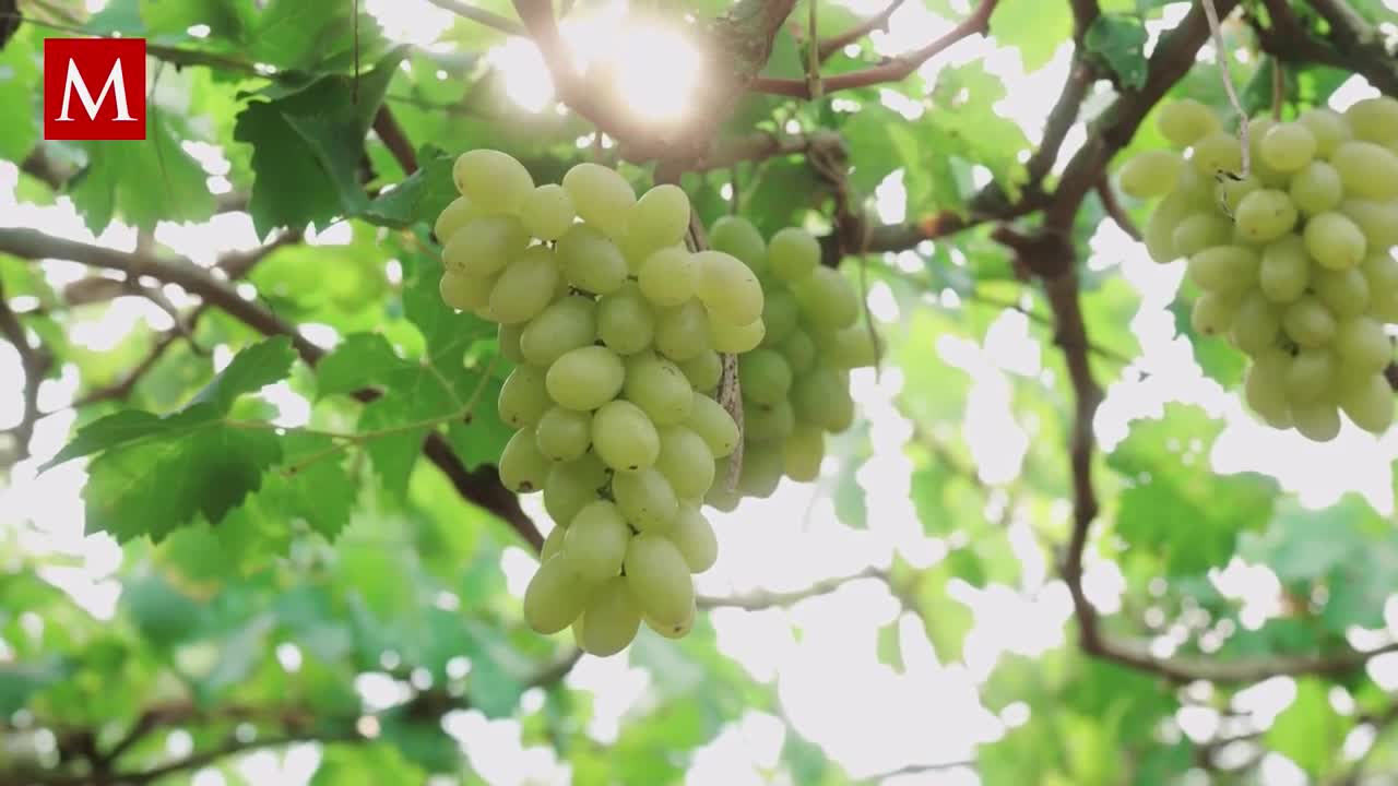 El ritual de las 12 uvas: la historia detrás de esta tradición de Año Nuevo