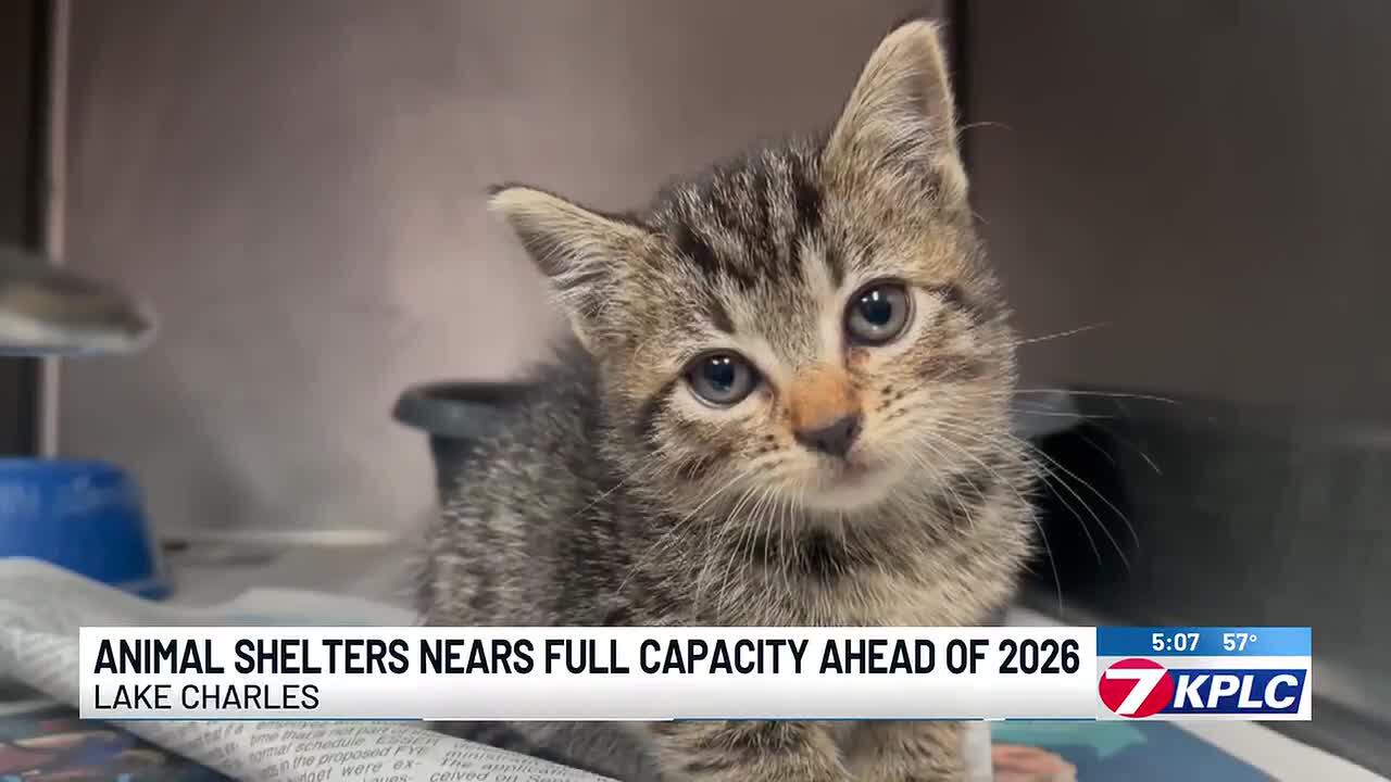 Calcasieu Parish Animal Control