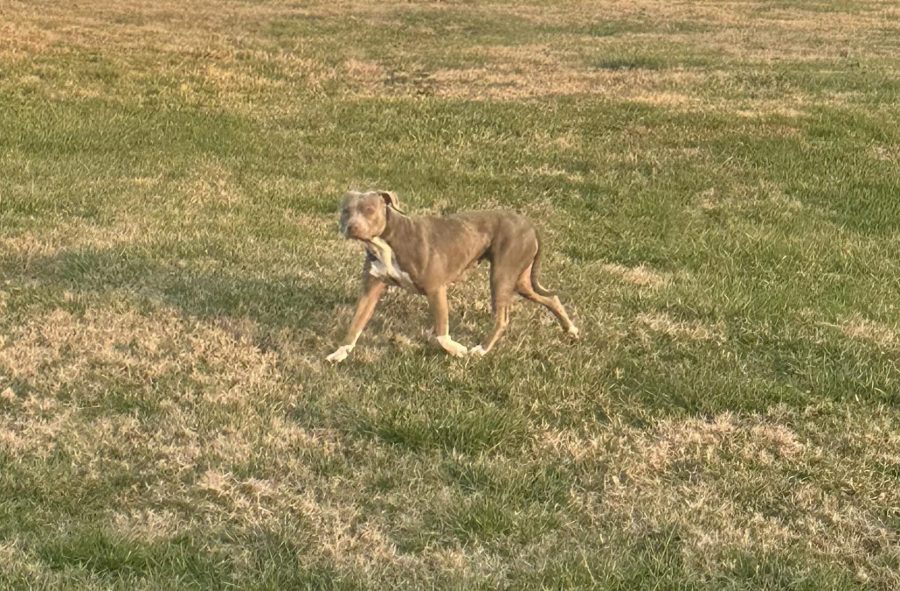 2 people injured after separate dog attacks in Monroe County