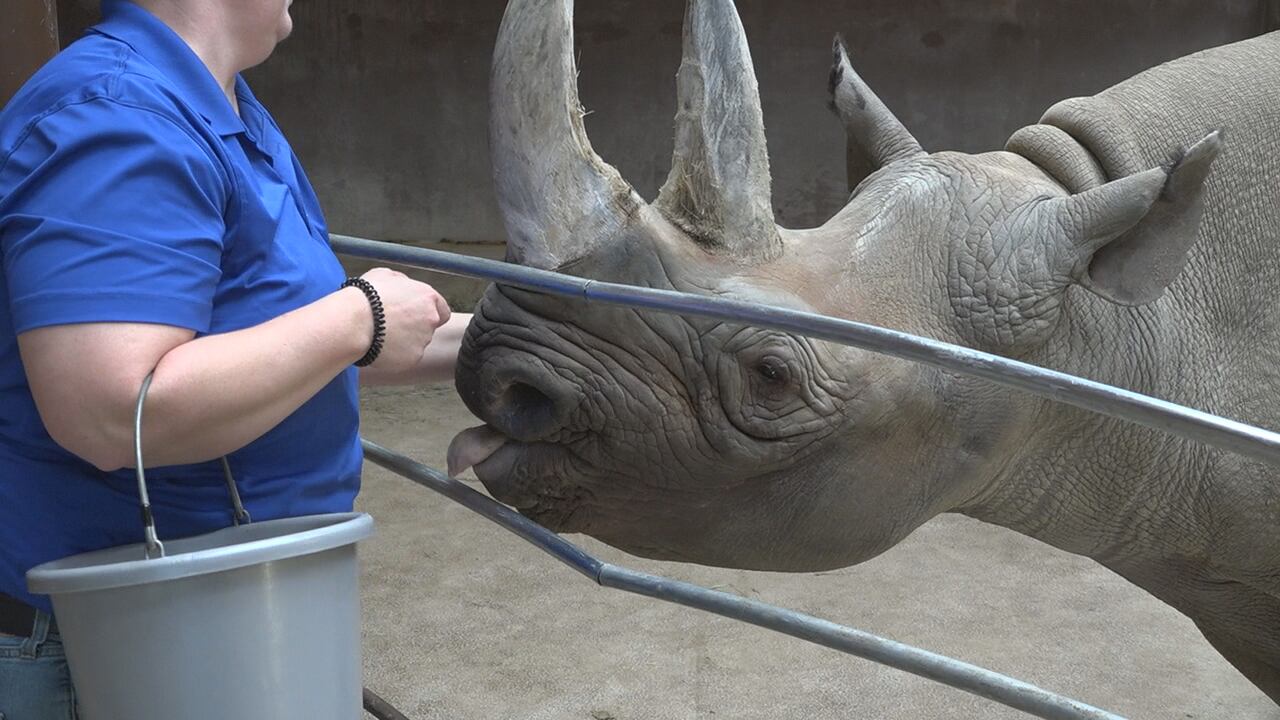 The Endangered Species Act shapes conservation at Great Plains Zoo