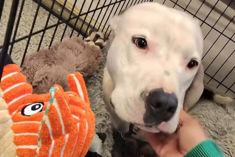 Dog owners abandon pup at shelter, and his reaction is awful: "Watching ...