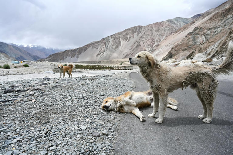 Rare Pallas’s cat faces new peril in Ladakh’s fragile wildlands