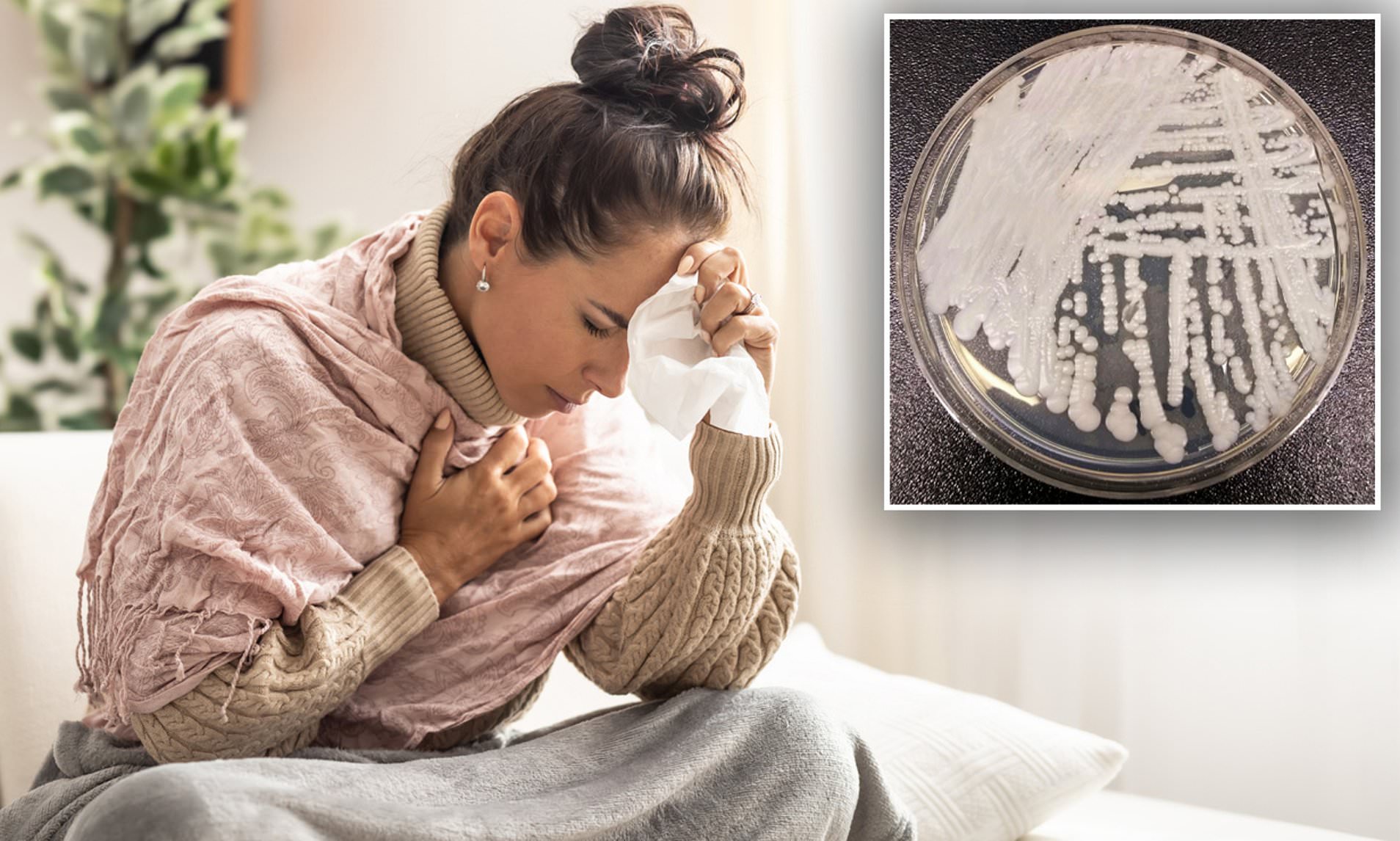 Deadly 'cancer-like' fungus with no treatment spreading rapidly across ...
