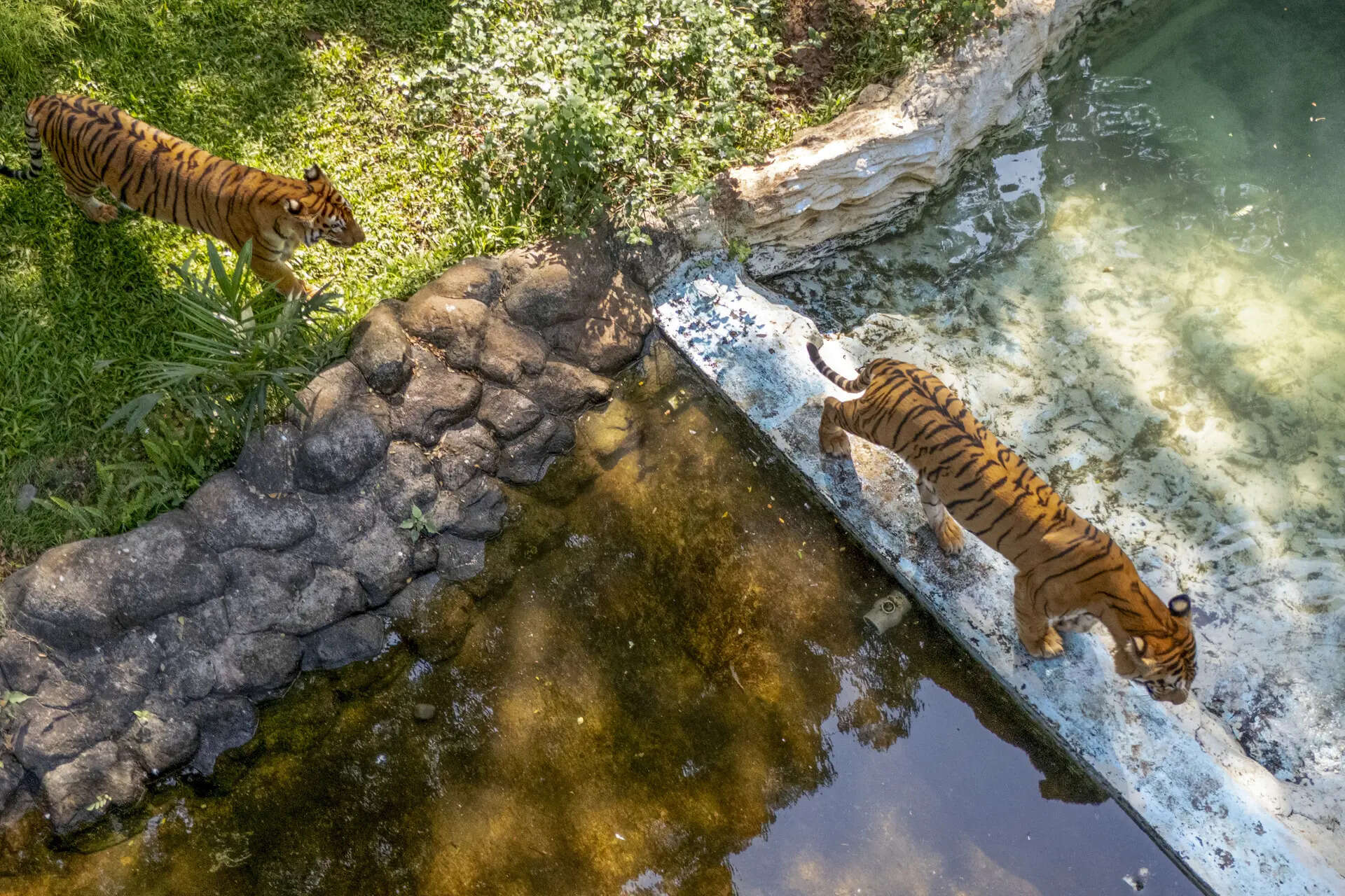 India saved its tigers. Now big cats are running out of room