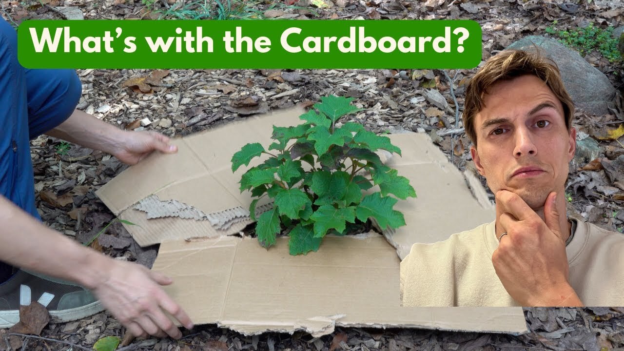 Using cardboard to help shrubs & plants grow better