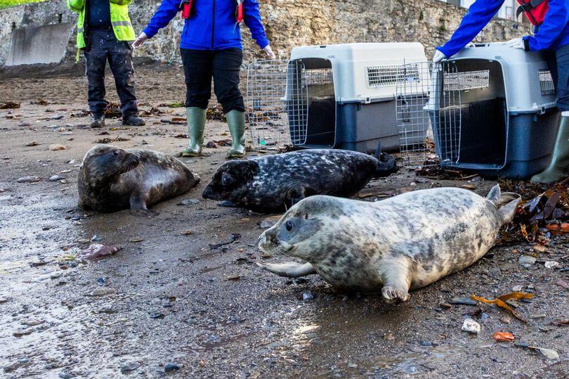 Shakira, Iggy Pop and Elmer the seals released back in the wild after ...