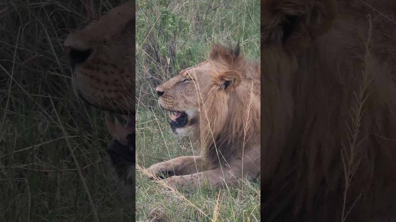Maasai Mara sightings feature lions and stealthy leopards