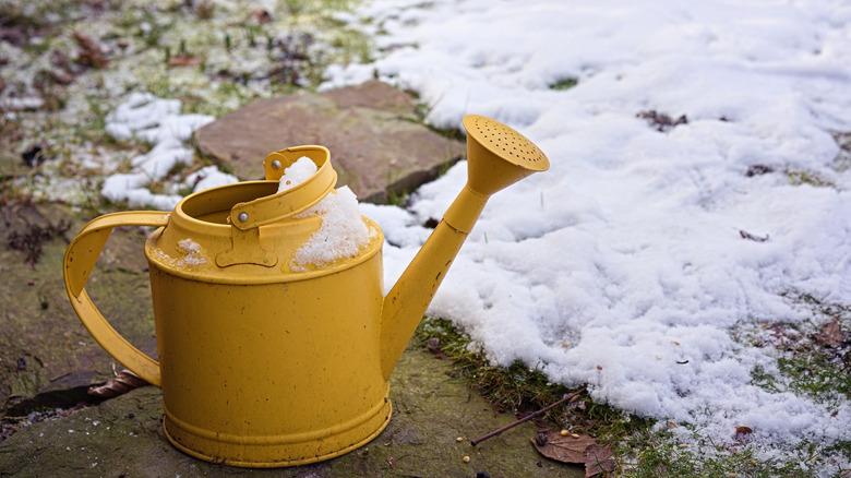 Should you water your plants during winter? Here's what we know