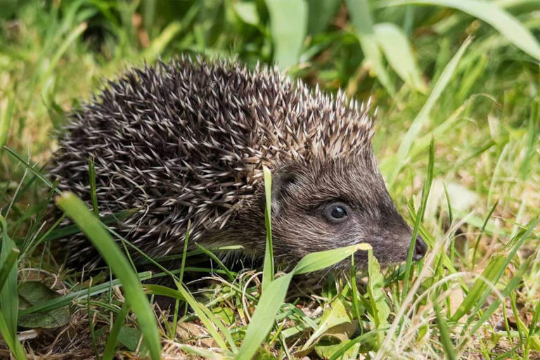 Cette petite astuce est une excellente méthode pour attirer les ...