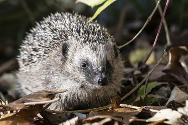 Cette petite astuce est une excellente méthode pour attirer les ...