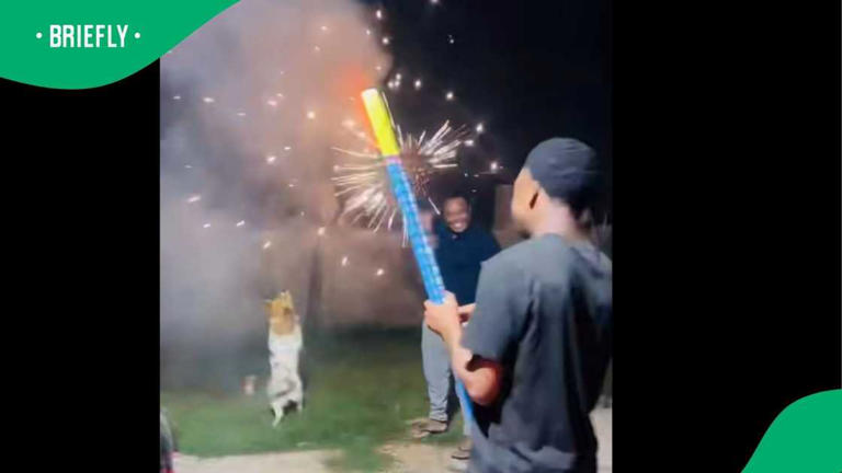 "He fear nothing": Durban dog's reaction to fireworks leaves Mzansi ...