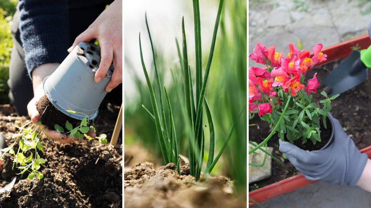 What to grow in January: 7 edible plants, flowers and flora to add to ...