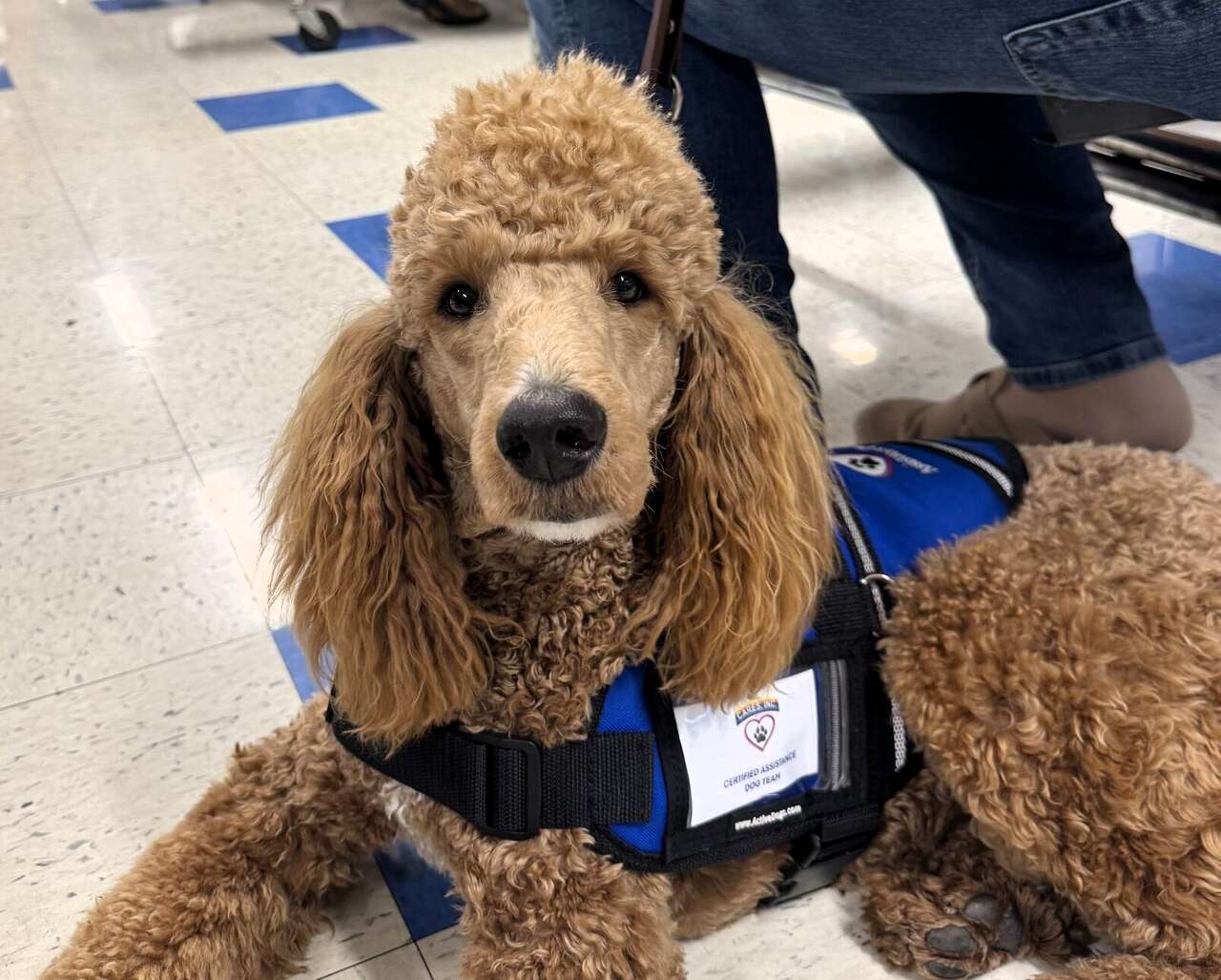 North Greene School District welcomes first therapy dog, Pocono