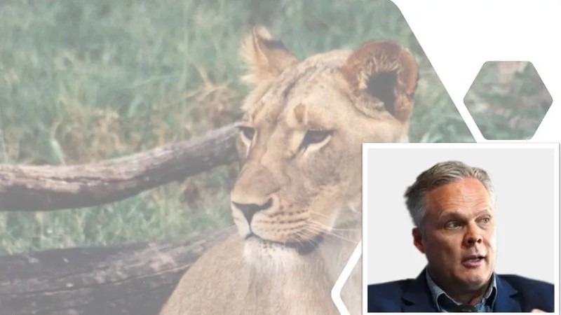 Minister waits on lion-breeding report amid allegations of industry ties