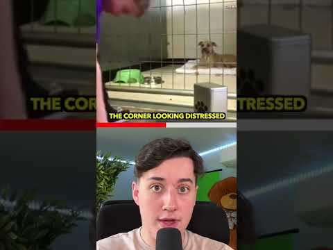 What helped a depressed dog start moving again