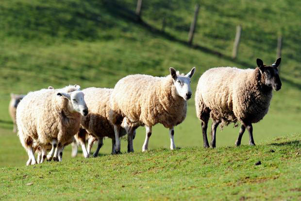 Sheep run loose onto A66 near Appleby prompting police response