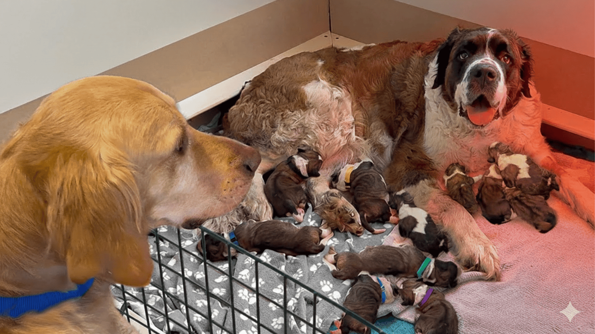 Gentle dog meets newborn rescue litter