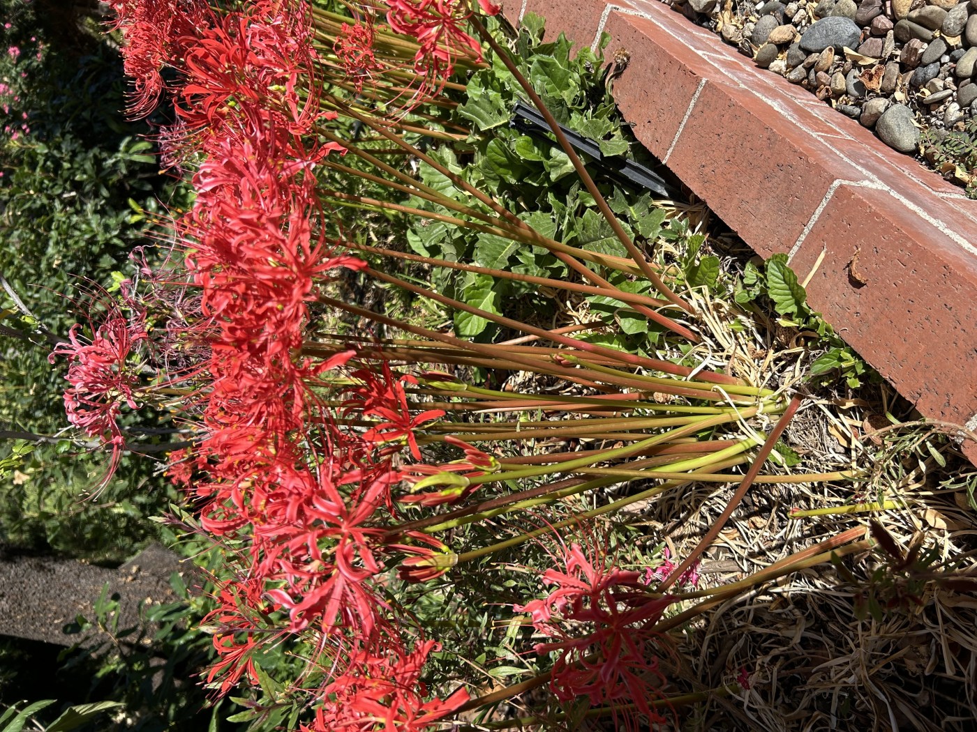 The striking red spider lily | Red Bluff Garden Club