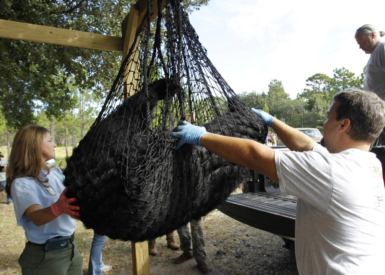 Florida’s bear hunt numbers are lower than expected