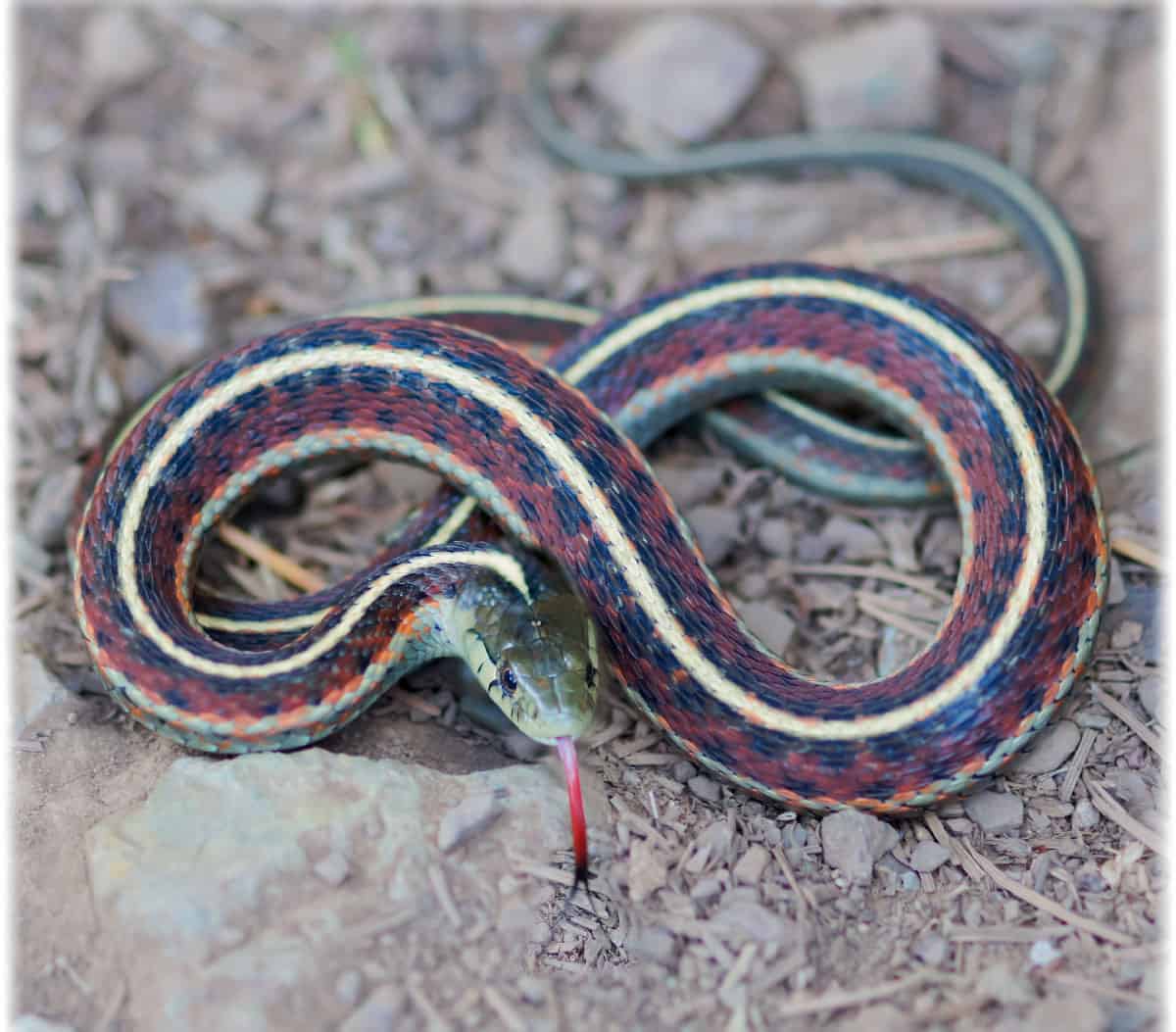 Evolution paints red: How snakes weaponize color across continents