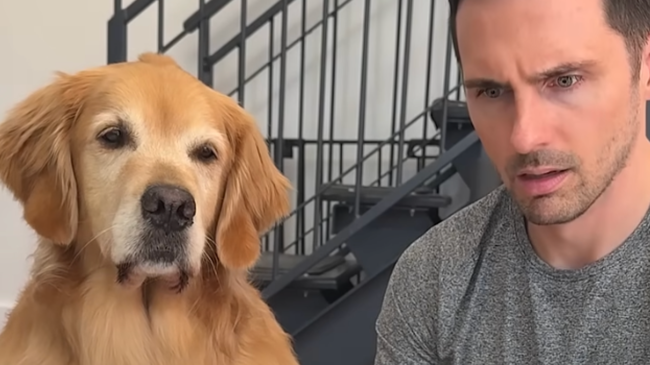 This dog smile is everything