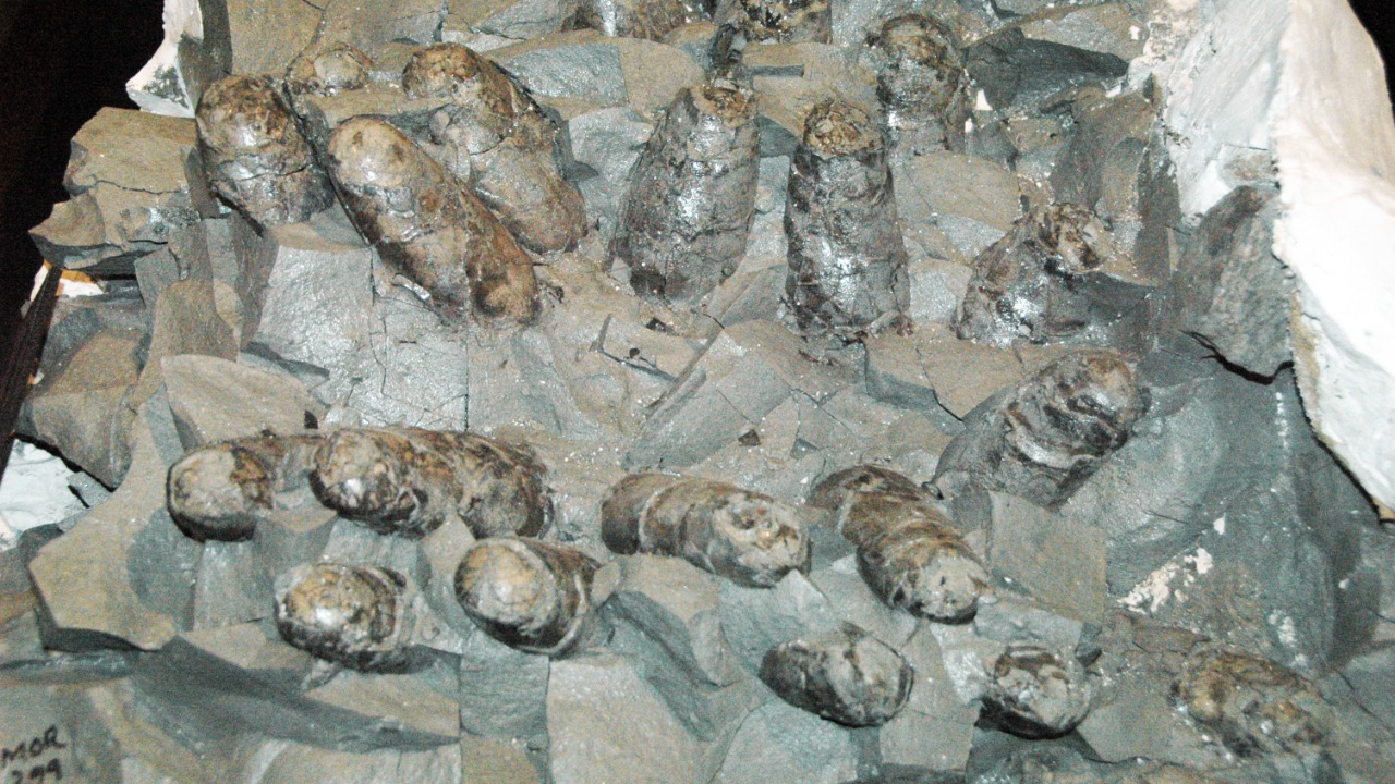 Dinosaur eggshells can 'tick' like clocks, revealing deep time