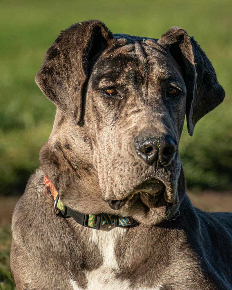 15 dog breeds that get better with age (calmer and more loving over time)