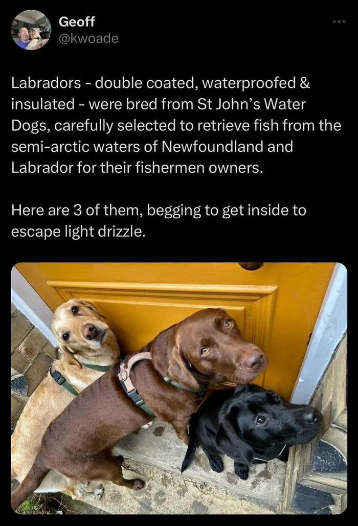 People are sharing their cute dog pics and the internet thanks them for ...