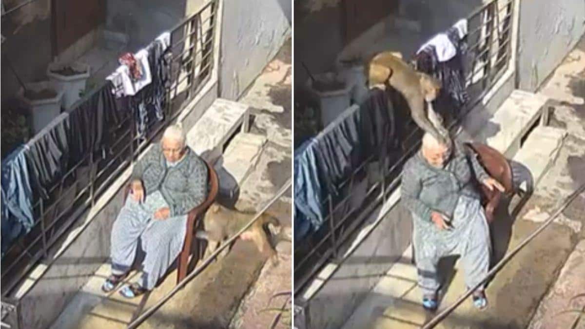 Monkey menace: Elderly woman hospitalised after attack in Haryana’s ...