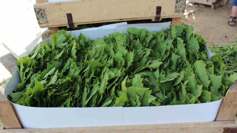 Manisa Coğrafi İşarette 16’ncı sırada