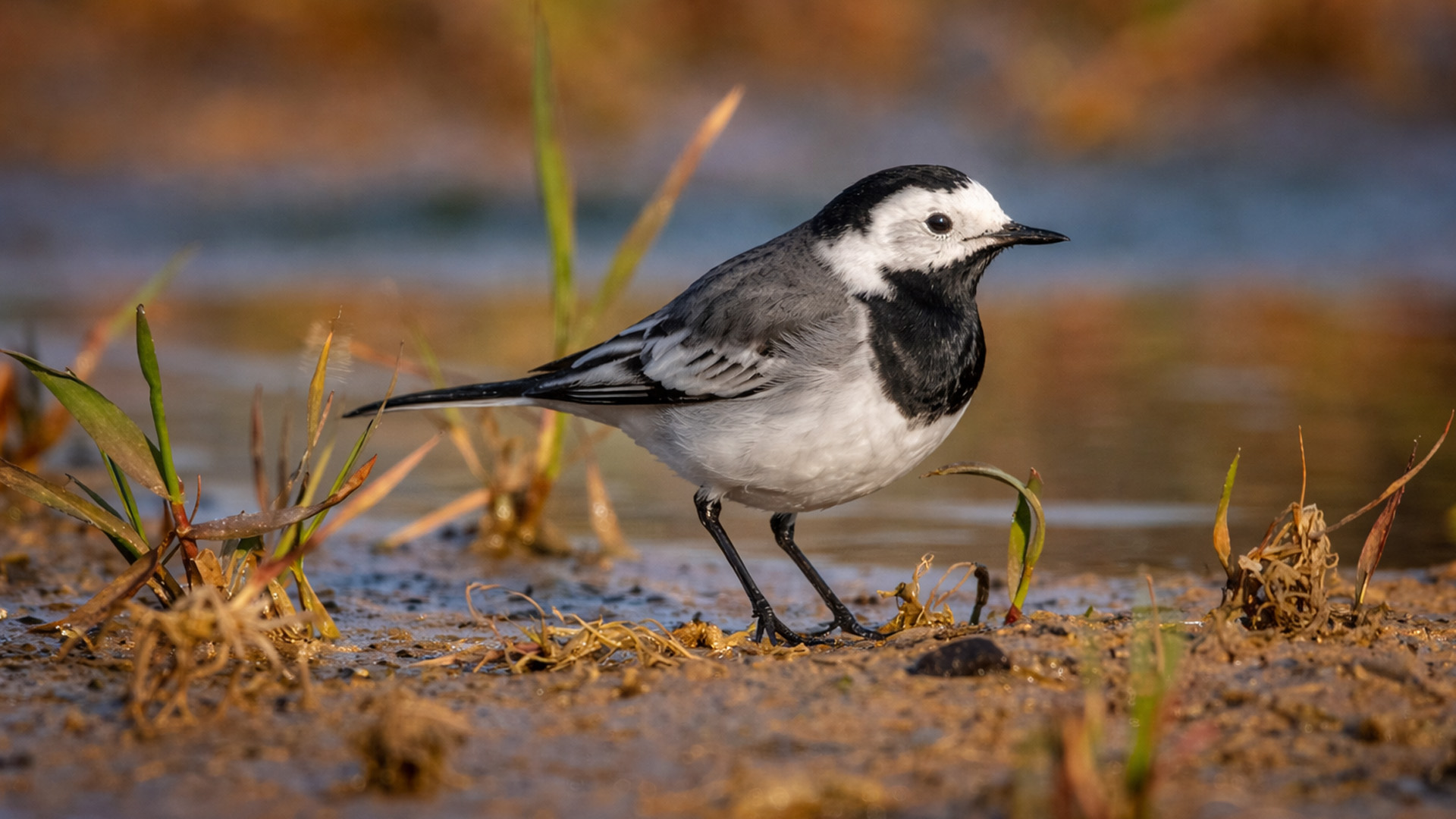 Ballerina bianca sull’acqua