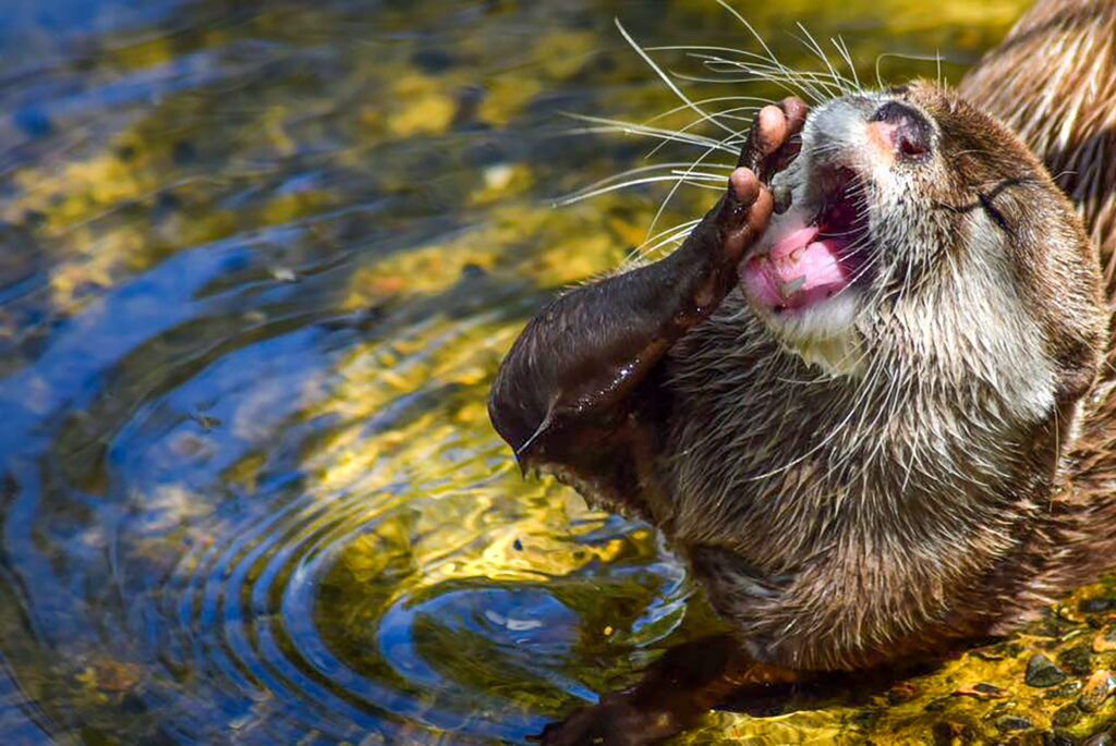 Zookeepers’ funniest and cutest animal photos include grinning gibbon