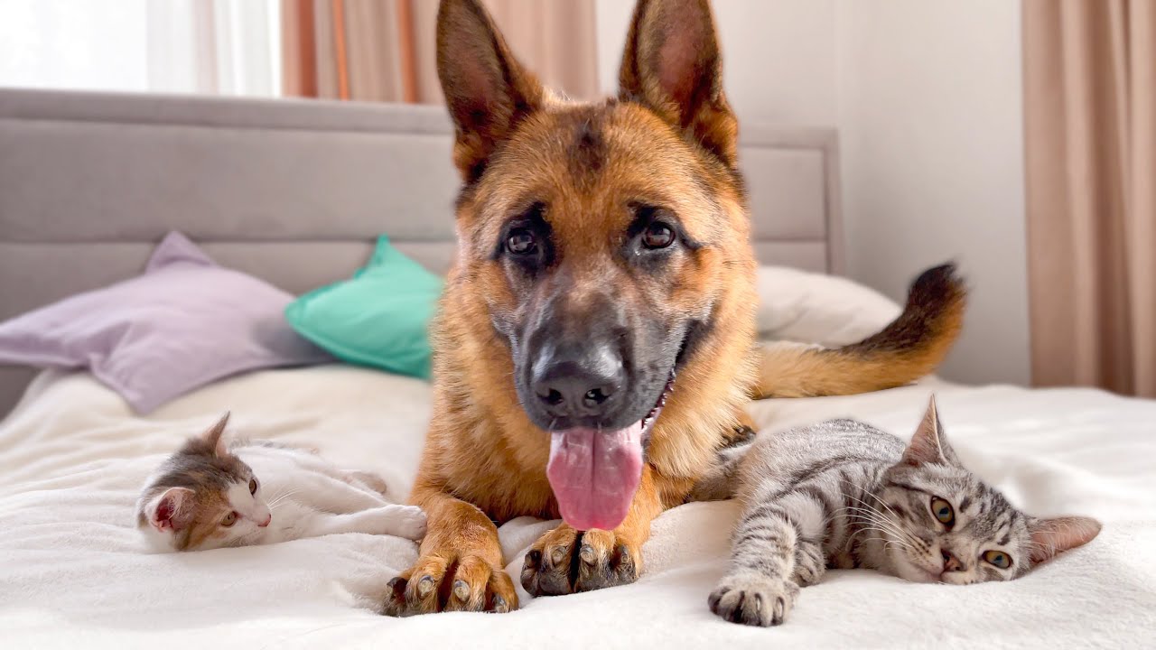 Duitse herder wordt fulltime kattenoppas