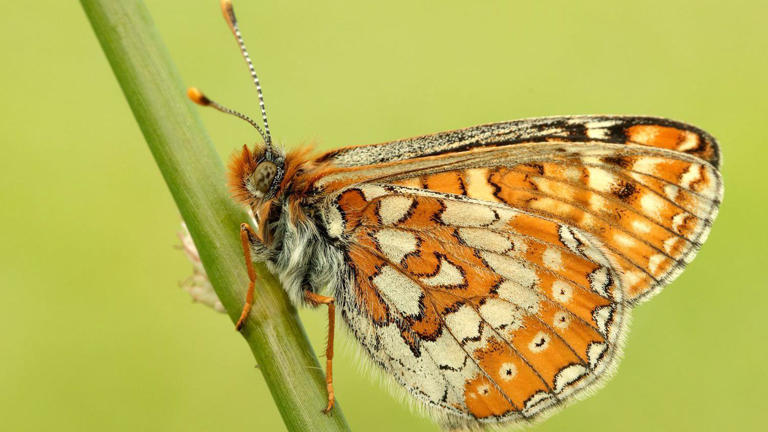 Rare butterfly numbers reach record levels