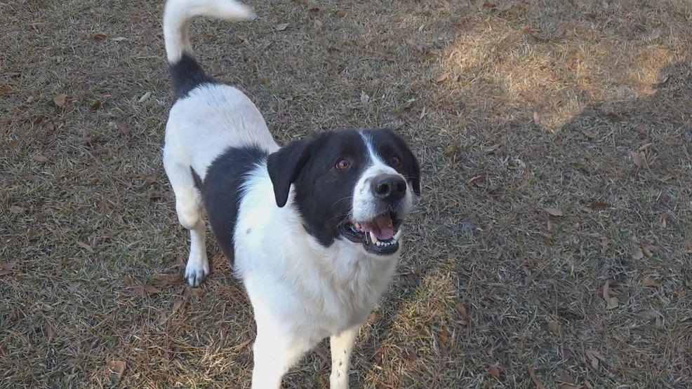 Beaufort County Animal Services looking for home for retriever mix ...