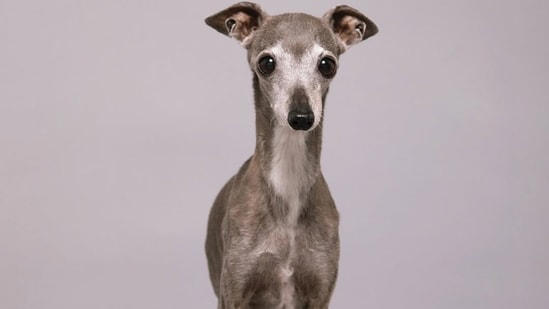 Tika the Iggy, Raffie, Norbert and more: Remembering famous dogs we ...