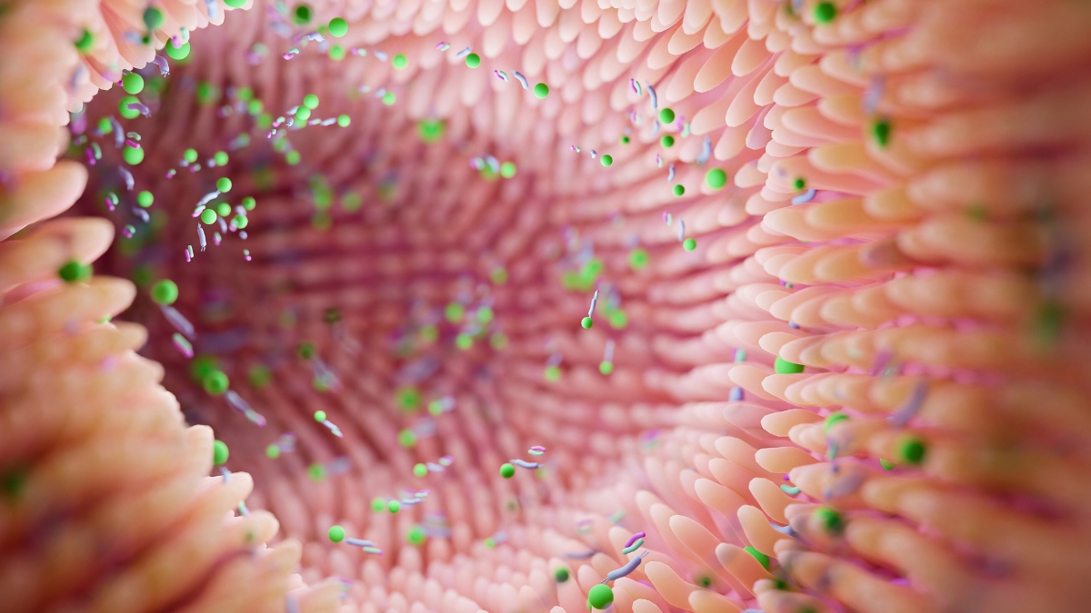 Scientists link gut bacteria to bipolar depression in mouse study