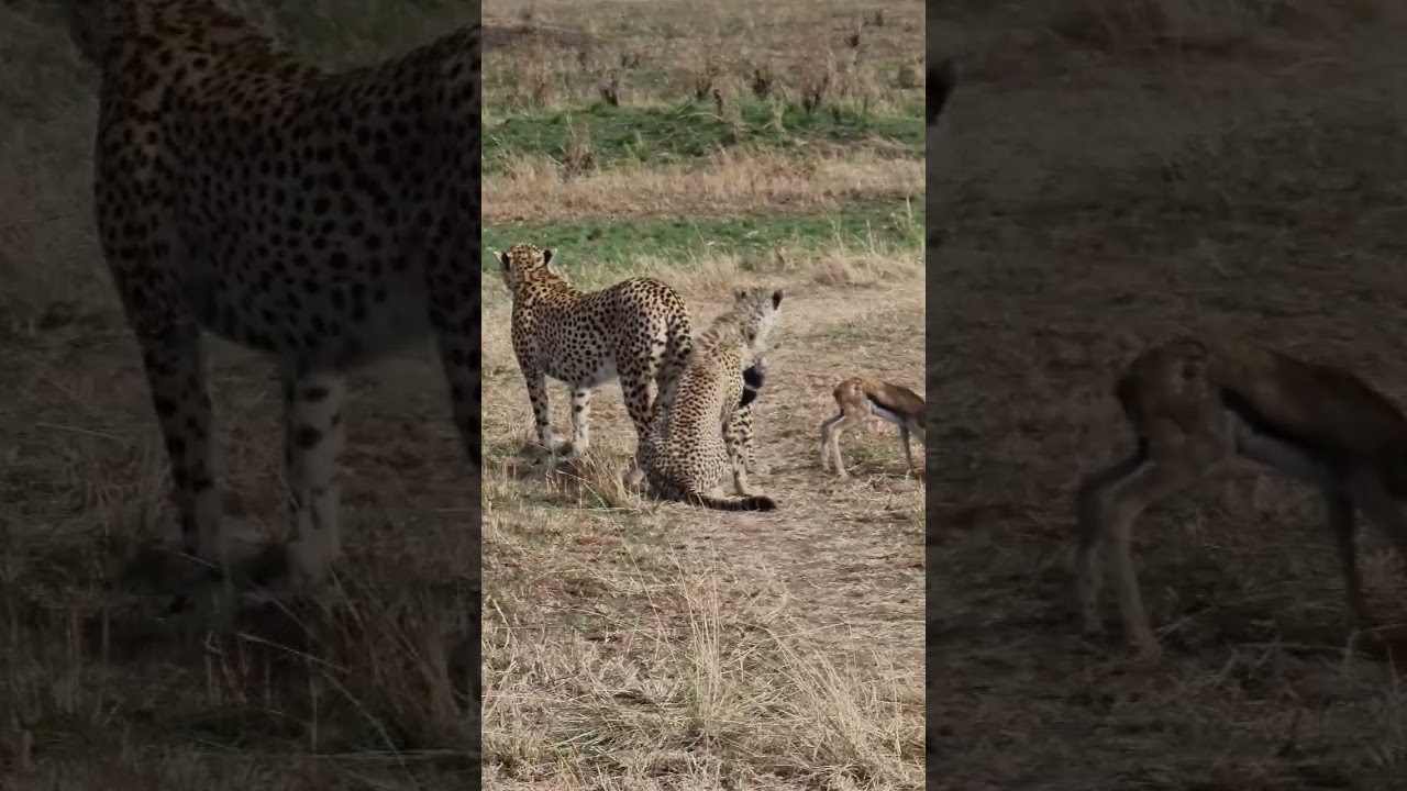 Cheetahs show how they dominate every inch of the wilderness