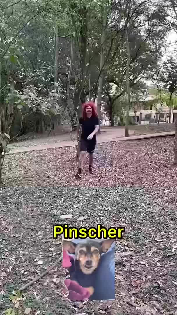 Raças de cães no parque