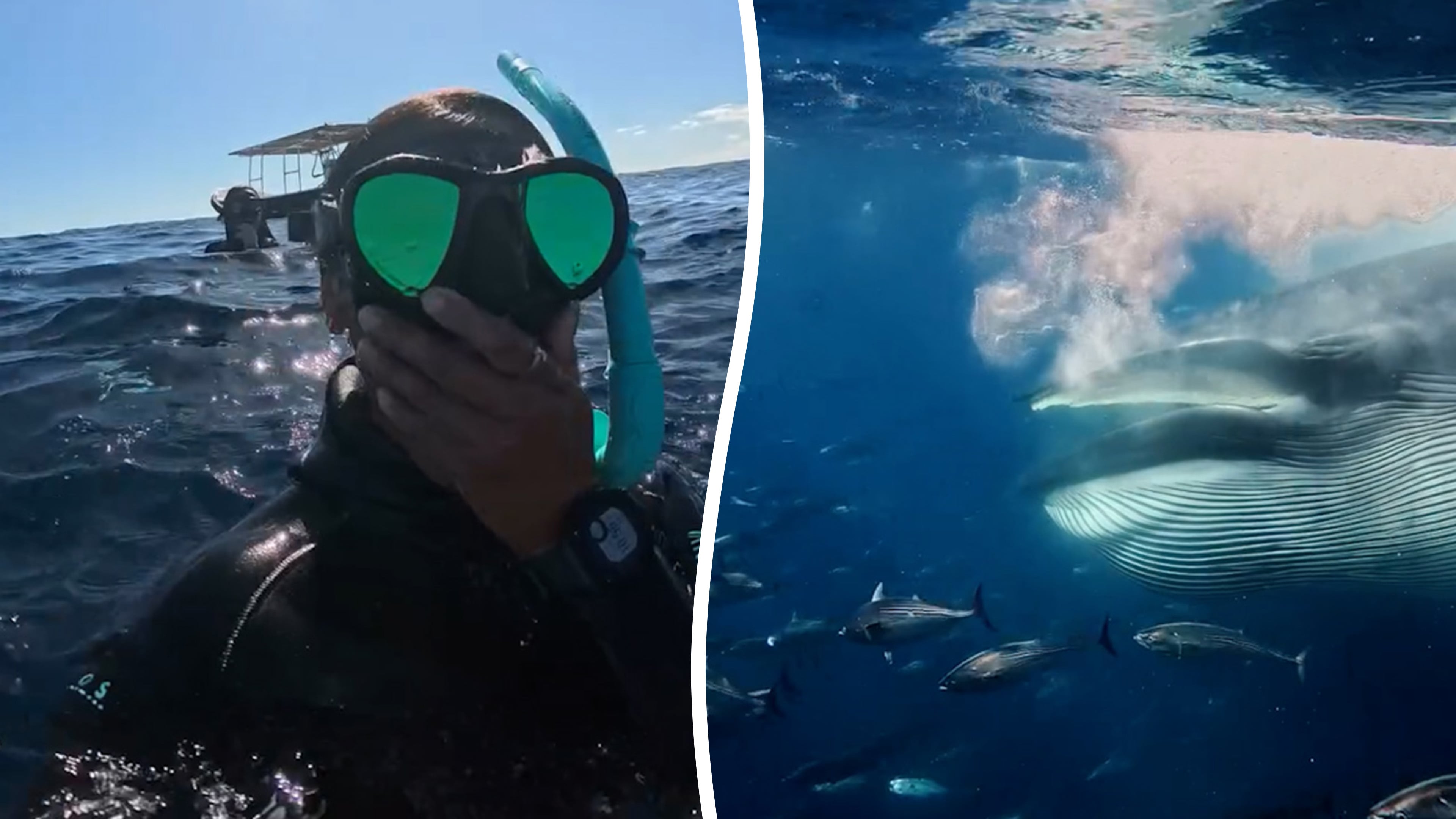 Massive whale appears beside freedivers in feeding frenzy