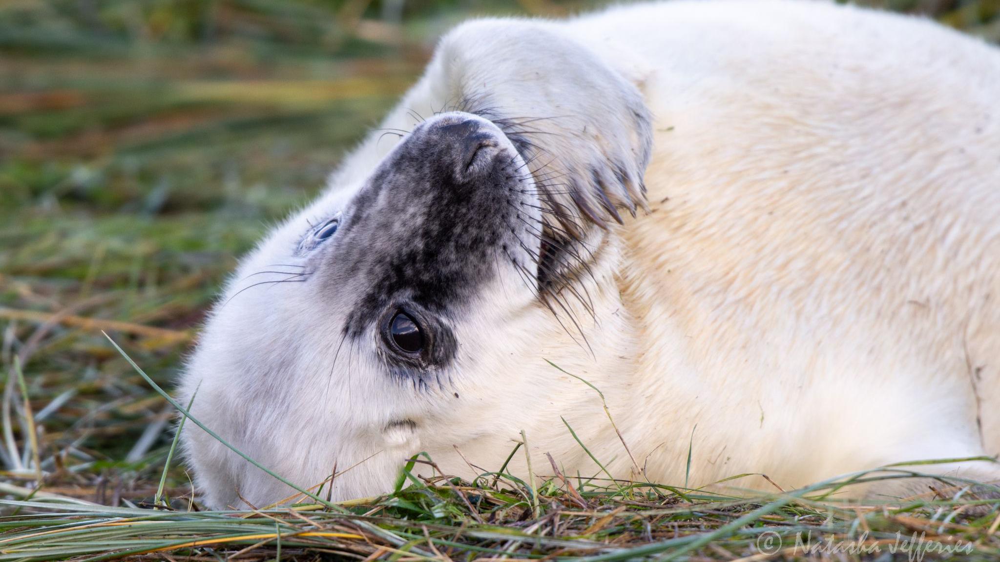 Adorable seal pup expressions caught on camera