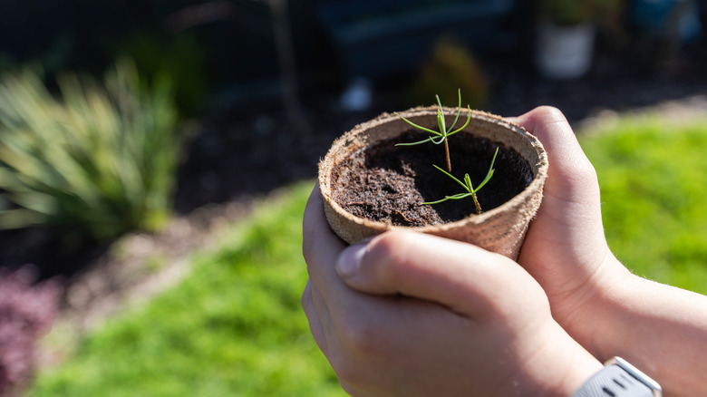 15 common household items you can repurpose to grow plant seeds