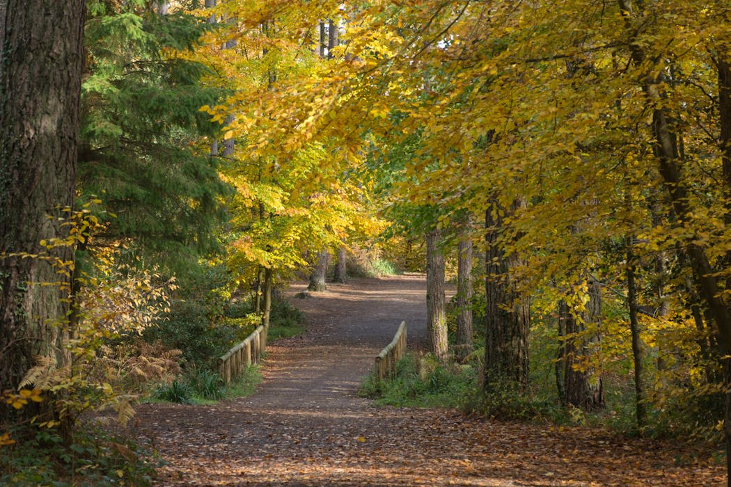 How to listen to a forest