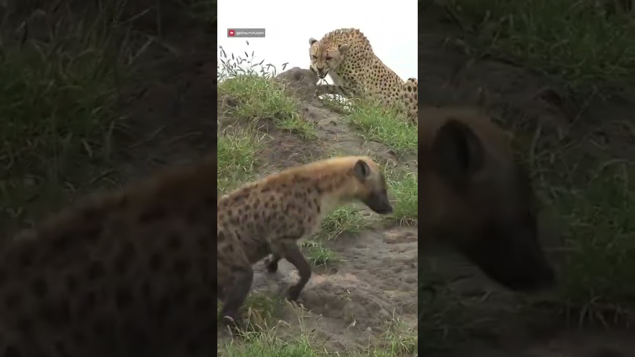Cheetah pursues hyena relentlessly through dense wilderness
