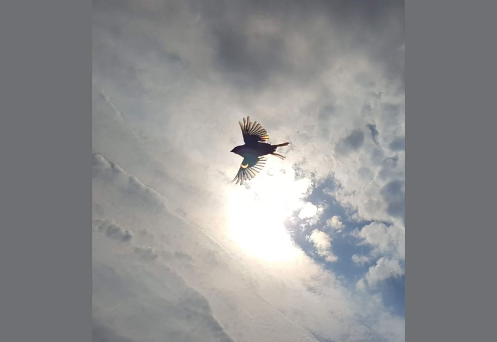 31 perfectly timed photos that couldn’t happen again if you tried