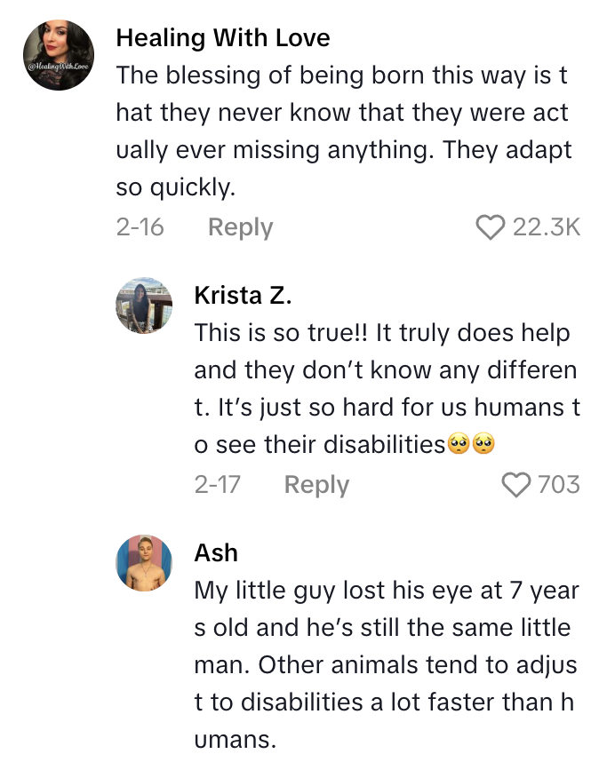 A dog without front arms named Belly is a social media sensation