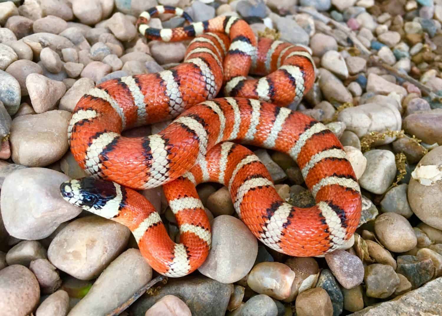Evolution paints red: How snakes weaponize color across continents