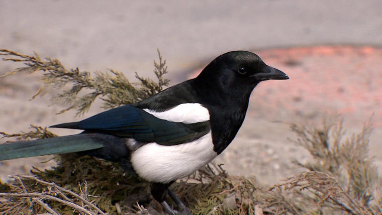 Magpies rule the Prairies. Here's why they won't go national