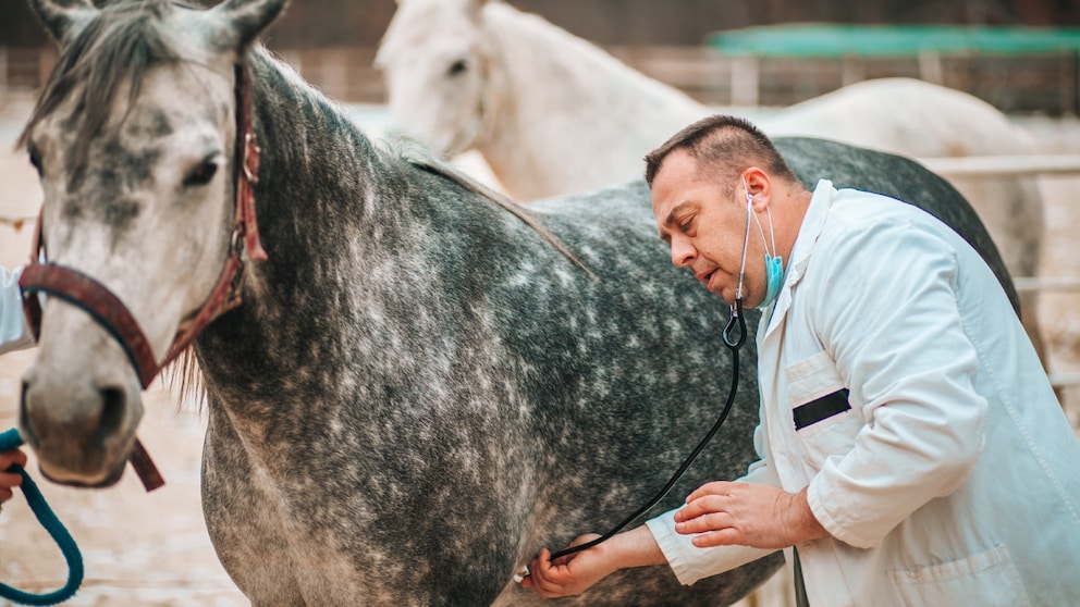 Stomach ulcers in horses – symptoms you should take seriously