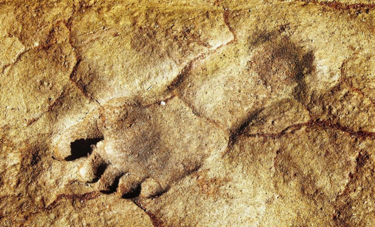 115,000-year-old footprints found in a place where humans weren’t ...